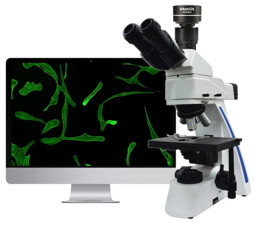 Купить флюоресцентный LED микроскоп Mshot MF31 недорого в «Биотехнологии»